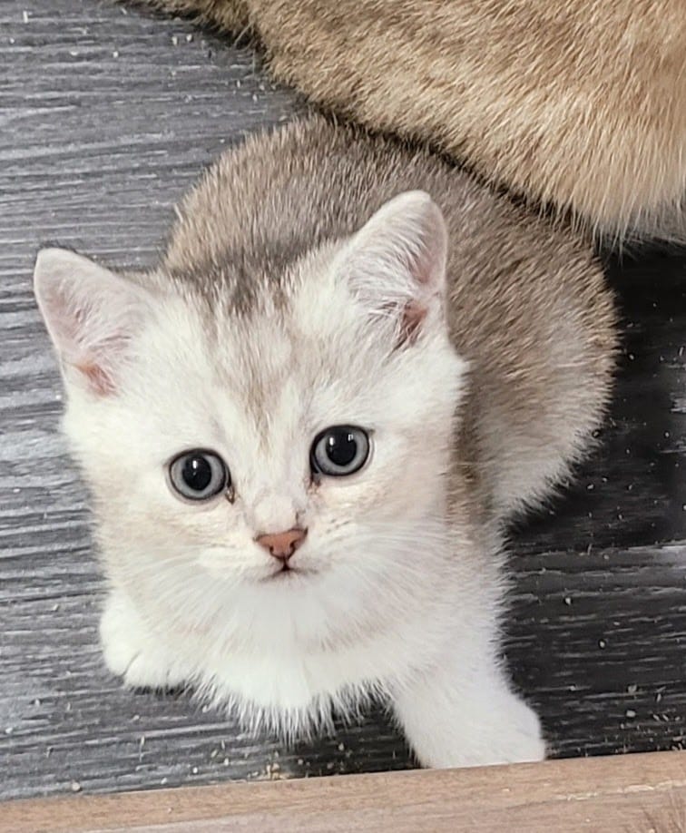 previous kittens - britishkitten.ca