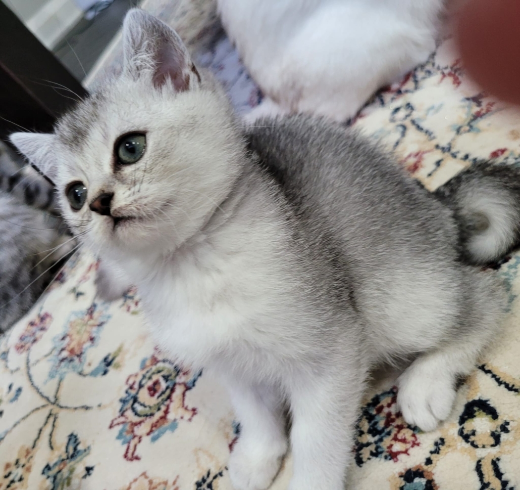 previous kittens - britishkitten.ca