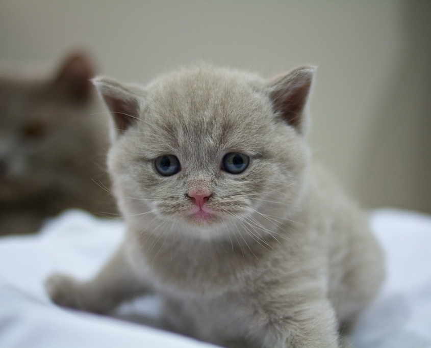 Welcome - britishkitten.ca